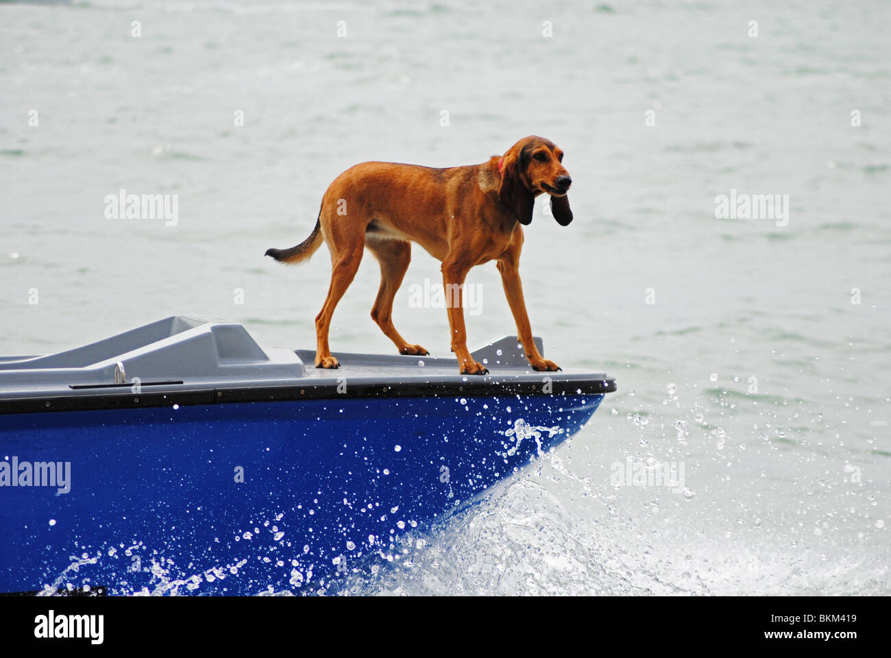 Droopy dog hi-res stock photography and images - Alamy