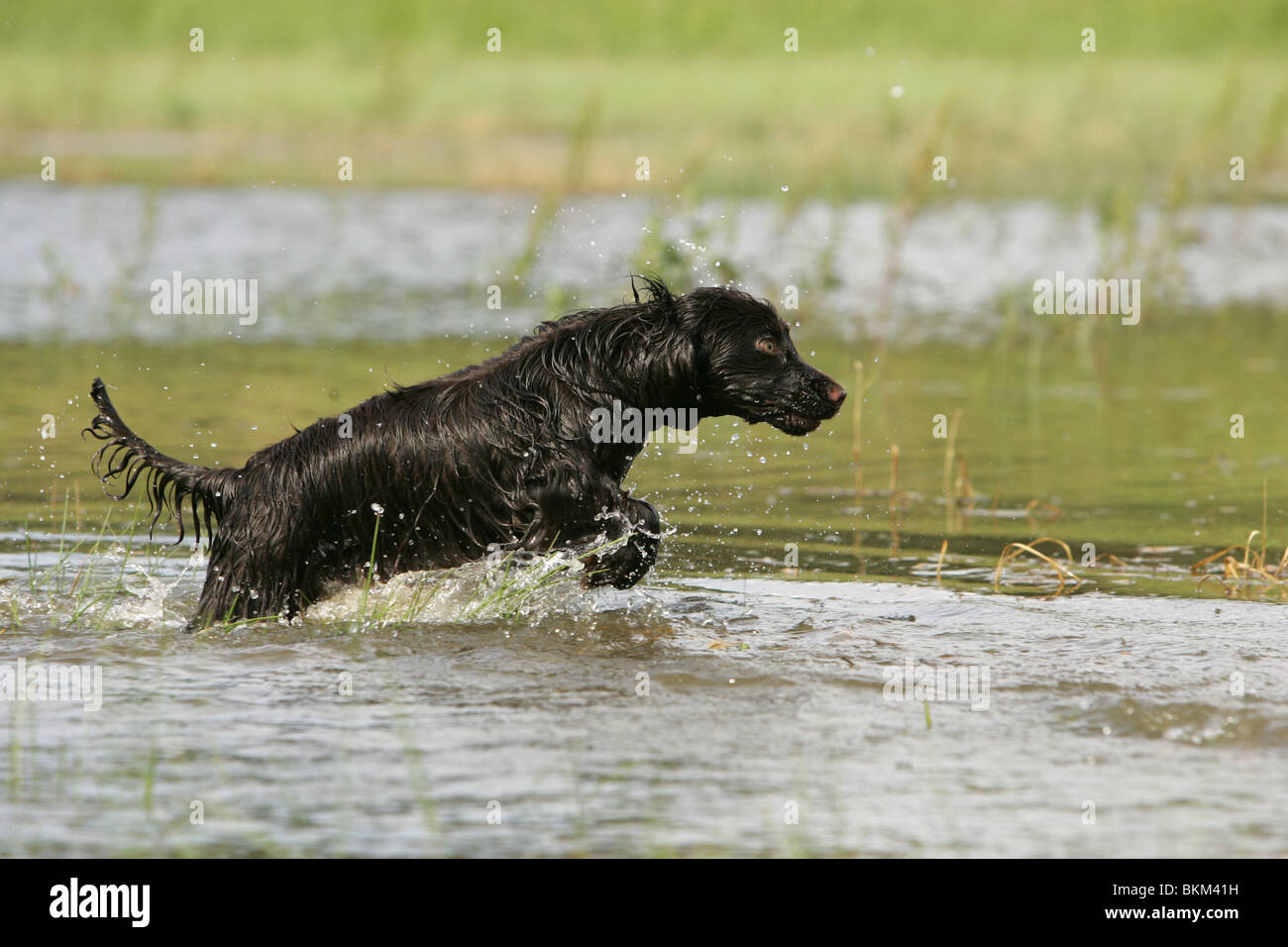 wet English Cocker Spaniel Stock Photo - Alamy