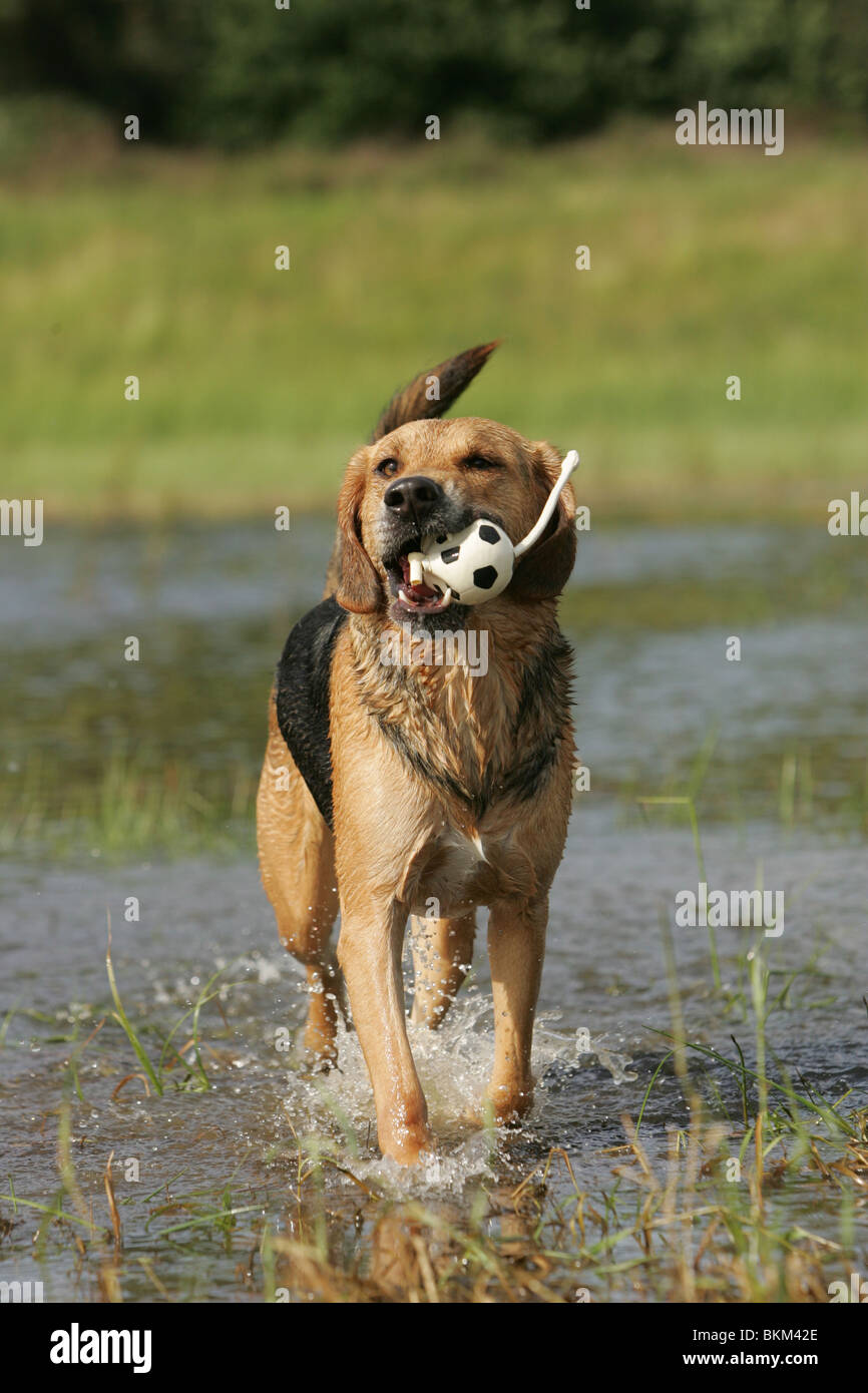 Ogars hi-res stock photography and images - Alamy