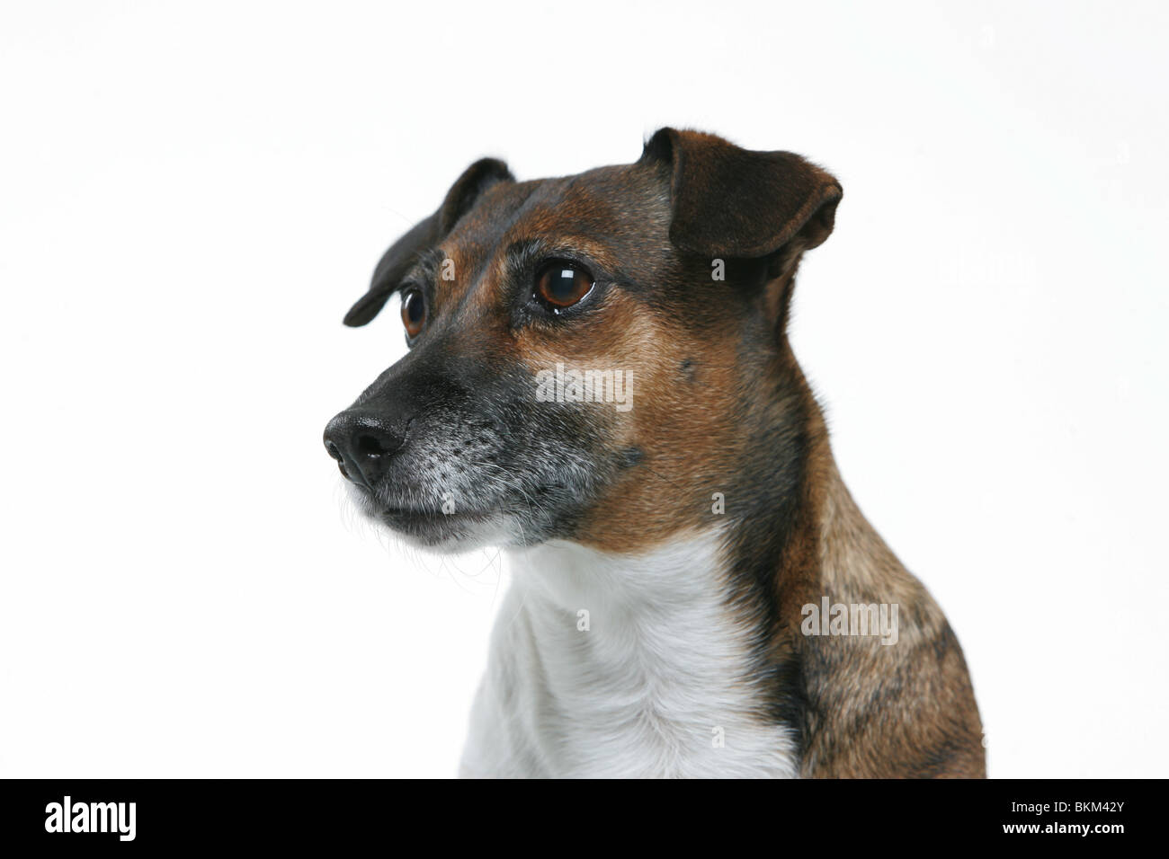 old Jack Russell Terrier Stock Photo - Alamy