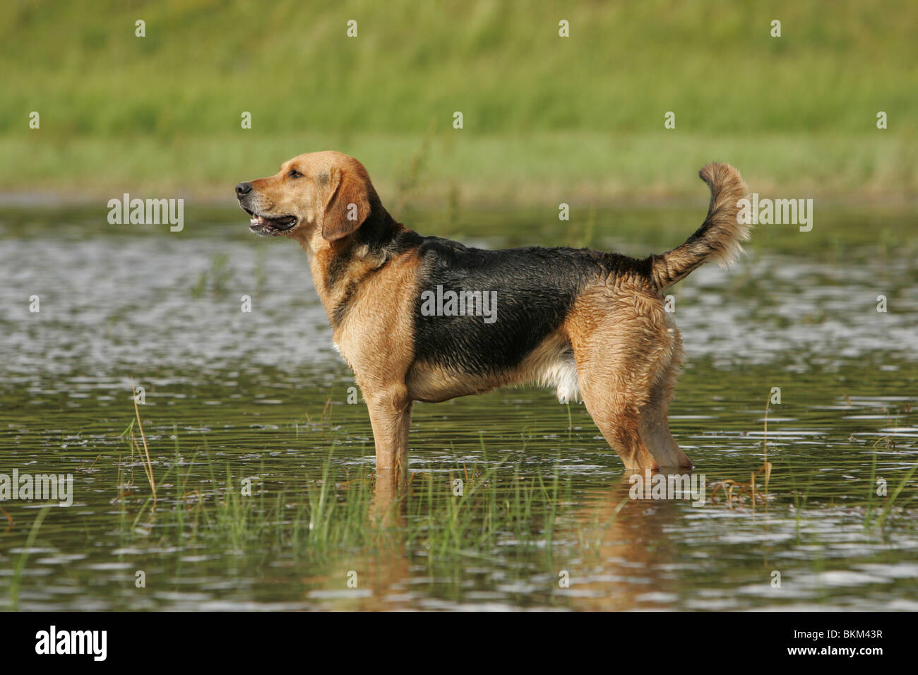Polish hunting hi-res stock photography and images - Alamy
