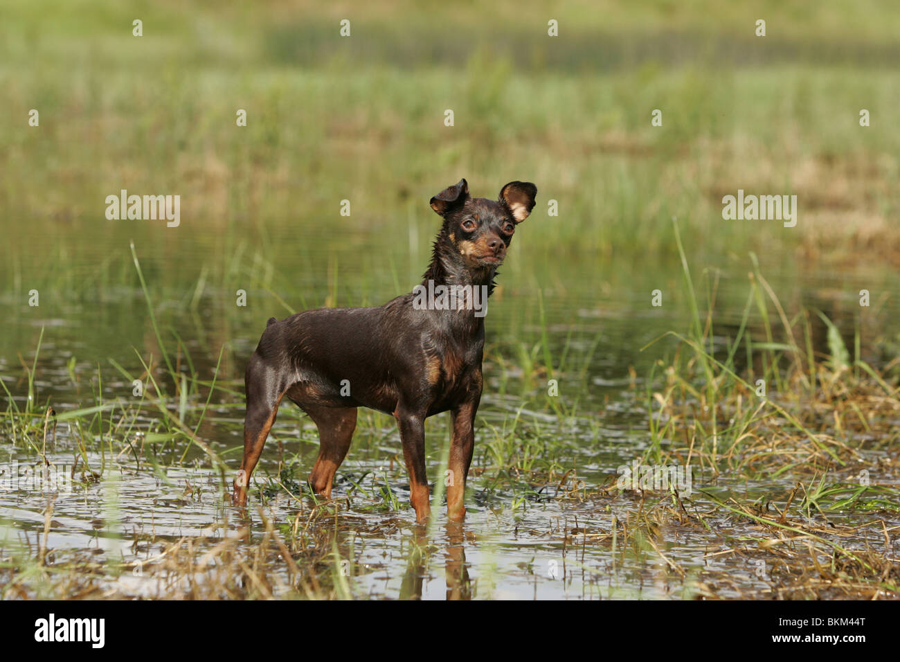 Russian Toy Terrier Stock Photo - Alamy