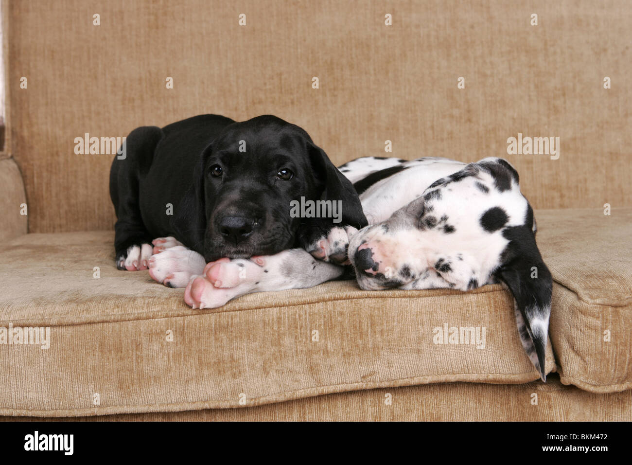 Great Dane Puppies Stock Photo - Alamy