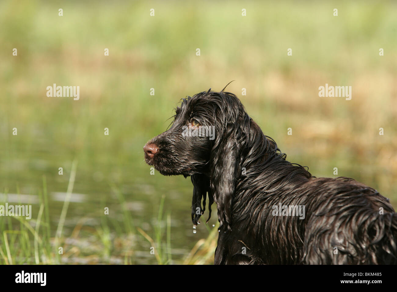 wet English Cocker Spaniel Stock Photo - Alamy