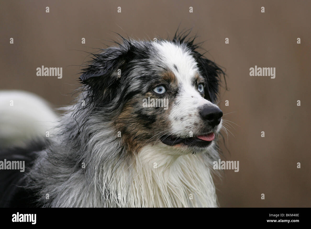 Australian shepherd and mini aussie hi-res stock photography and images ...