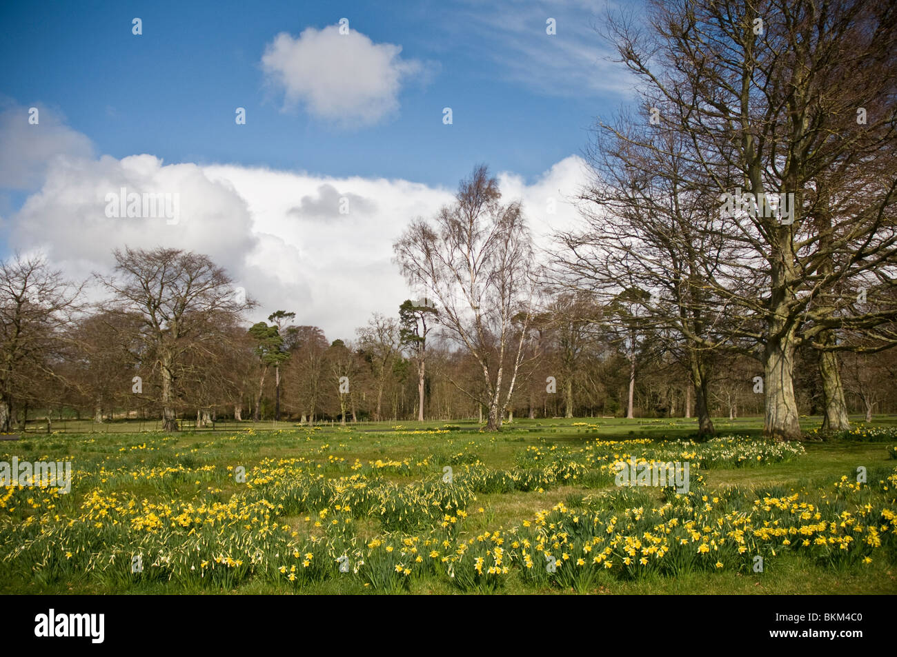 Daffodils at Paxton Scottish Borders Scotland Stock Photo - Alamy