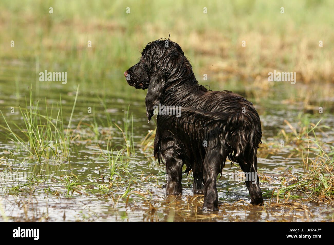 wet English Cocker Spaniel Stock Photo - Alamy