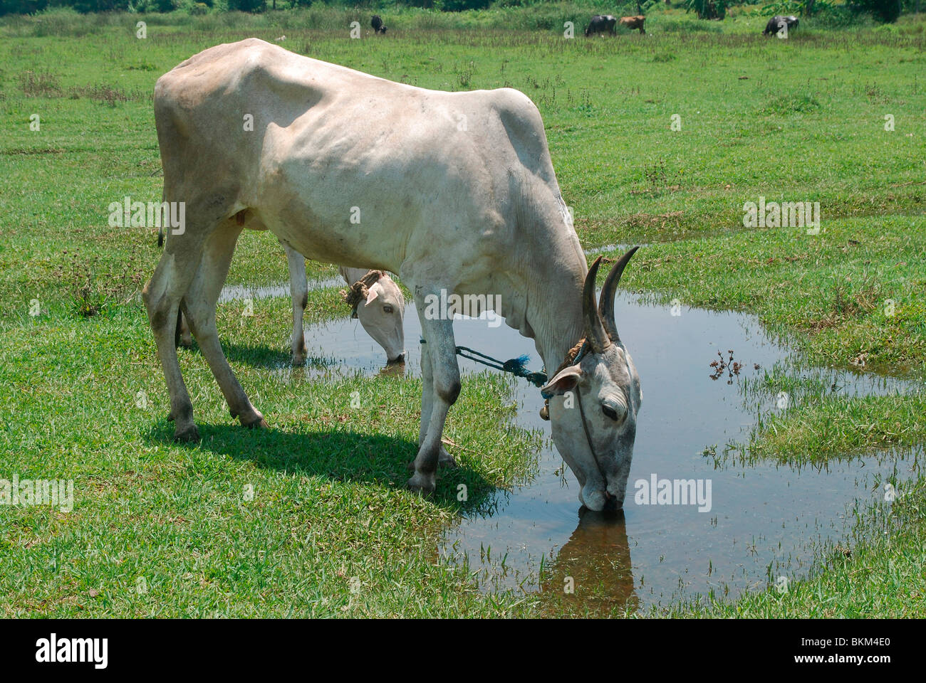 Cow Drinking High Resolution Stock Photography and Images - Alamy