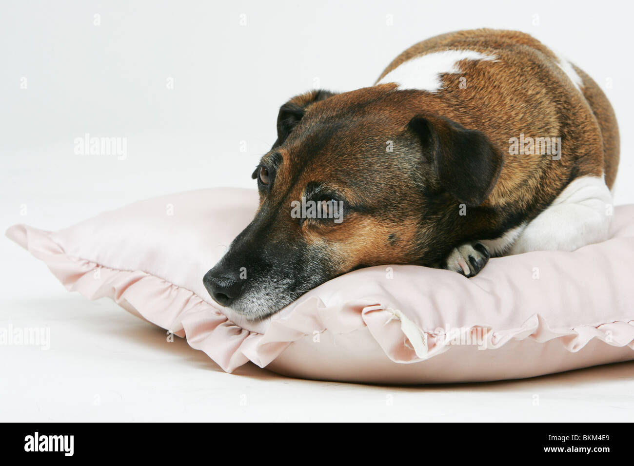 old Jack Russell Terrier Stock Photo - Alamy