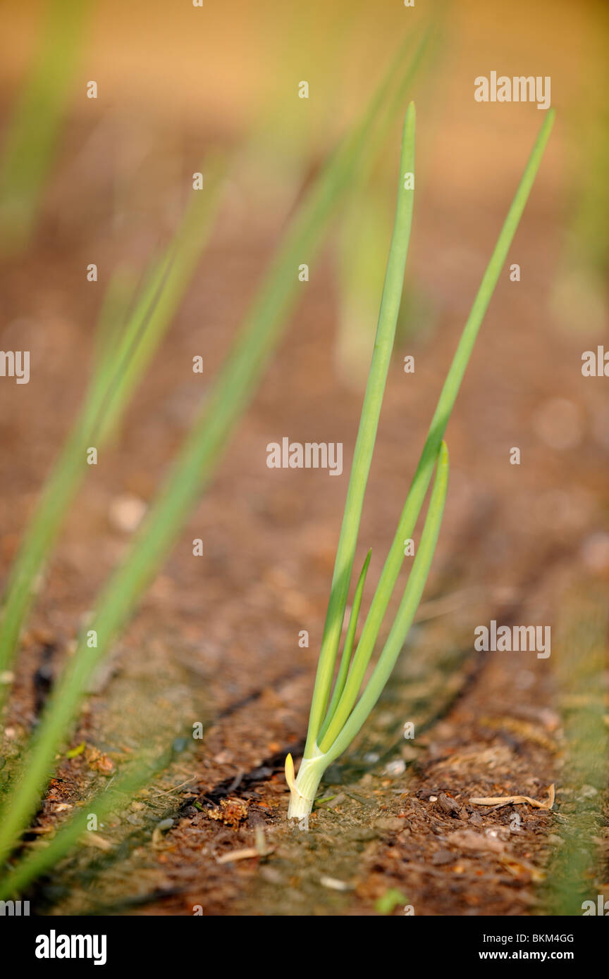 Growing onions uk hi-res stock photography and images - Alamy