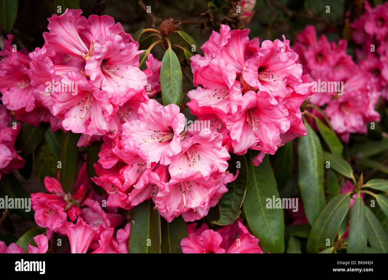Rhododendron hybrids hi-res stock photography and images - Alamy