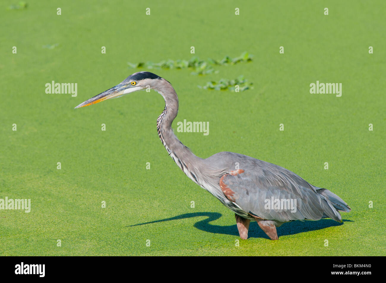 Heron side view blue heron hi-res stock photography and images - Alamy