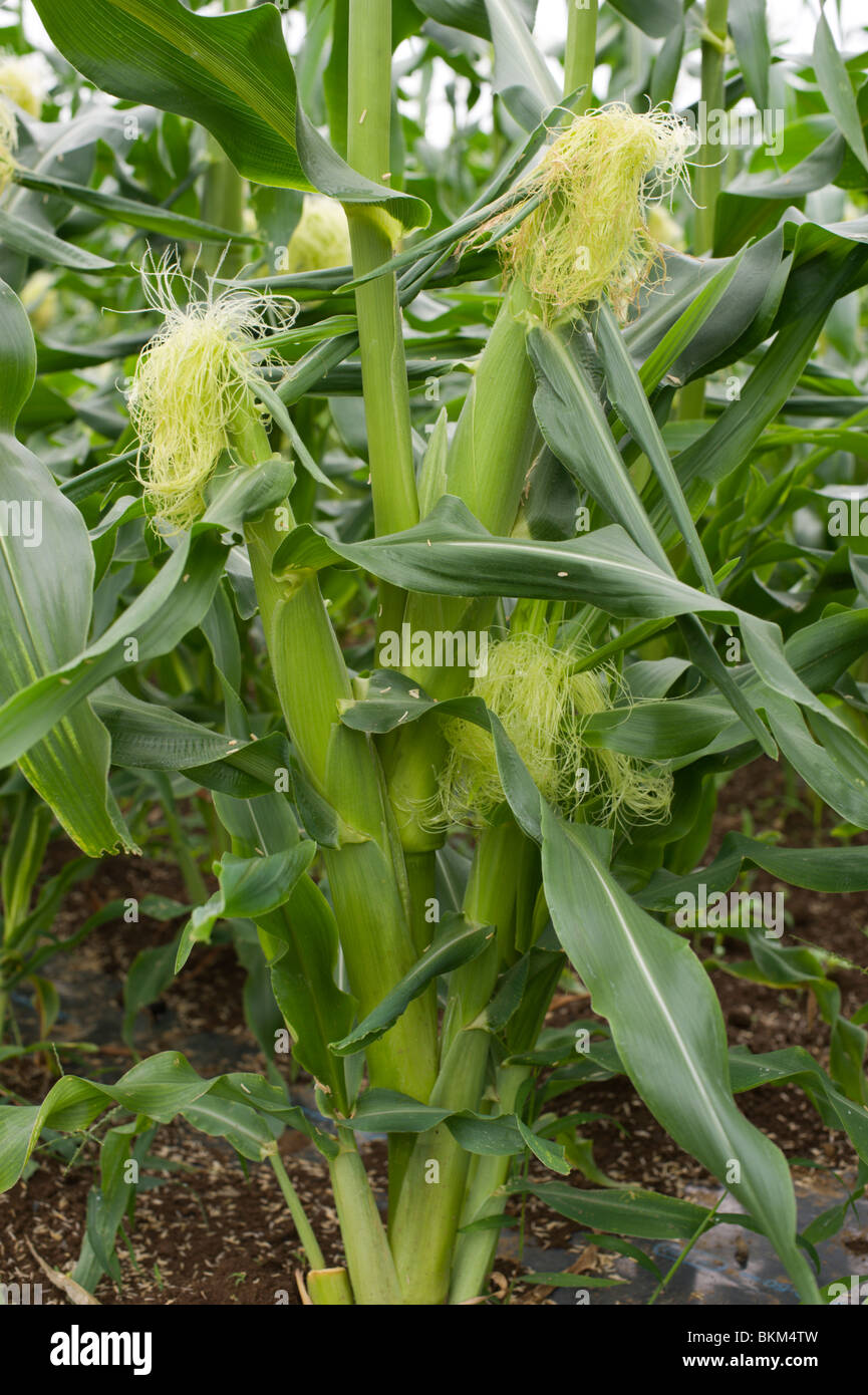 Sweet corn growing in a market garden in Kawasaki on the outskirts of ...