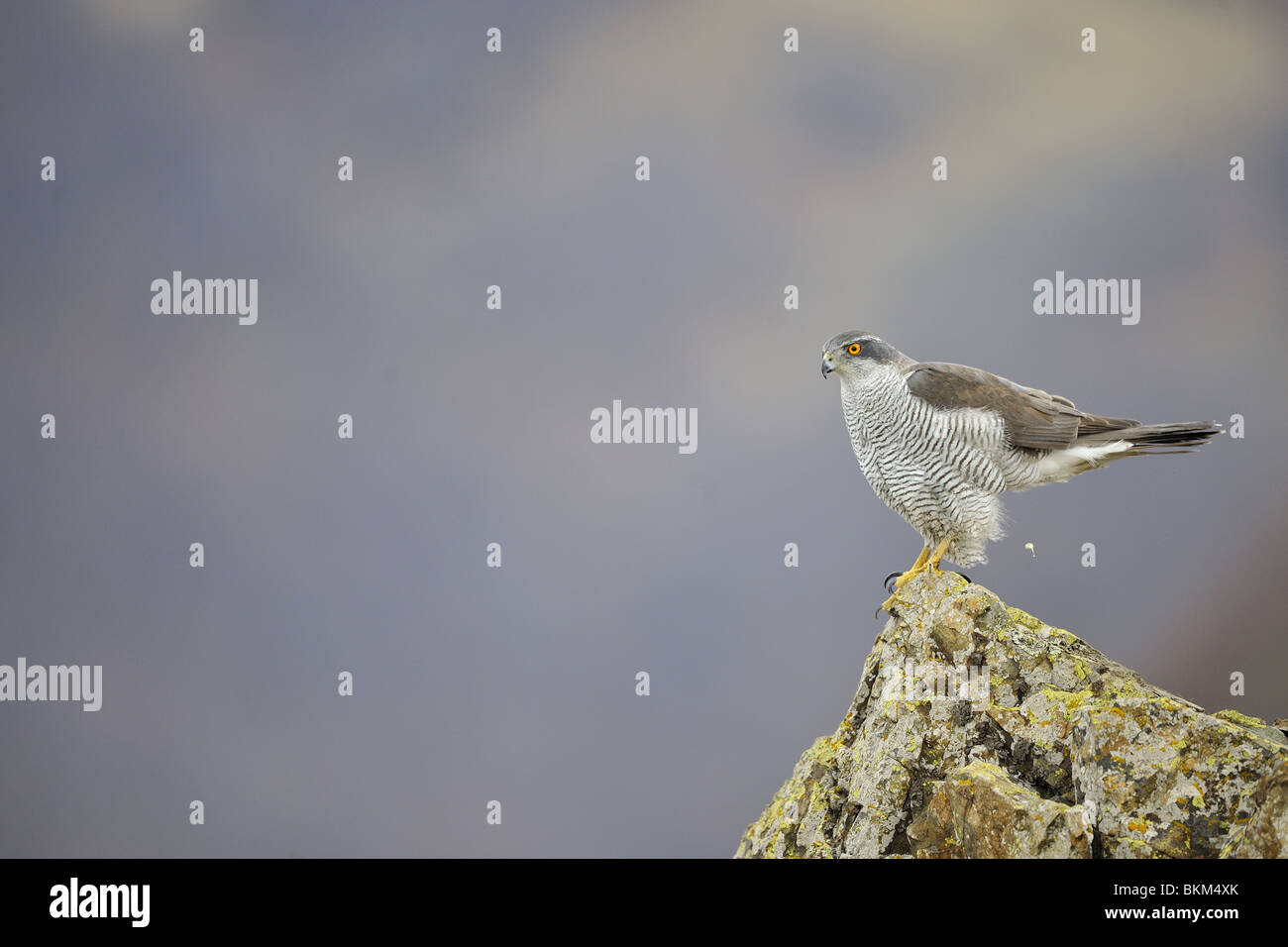 Cites appendix 2 hi-res stock photography and images - Alamy