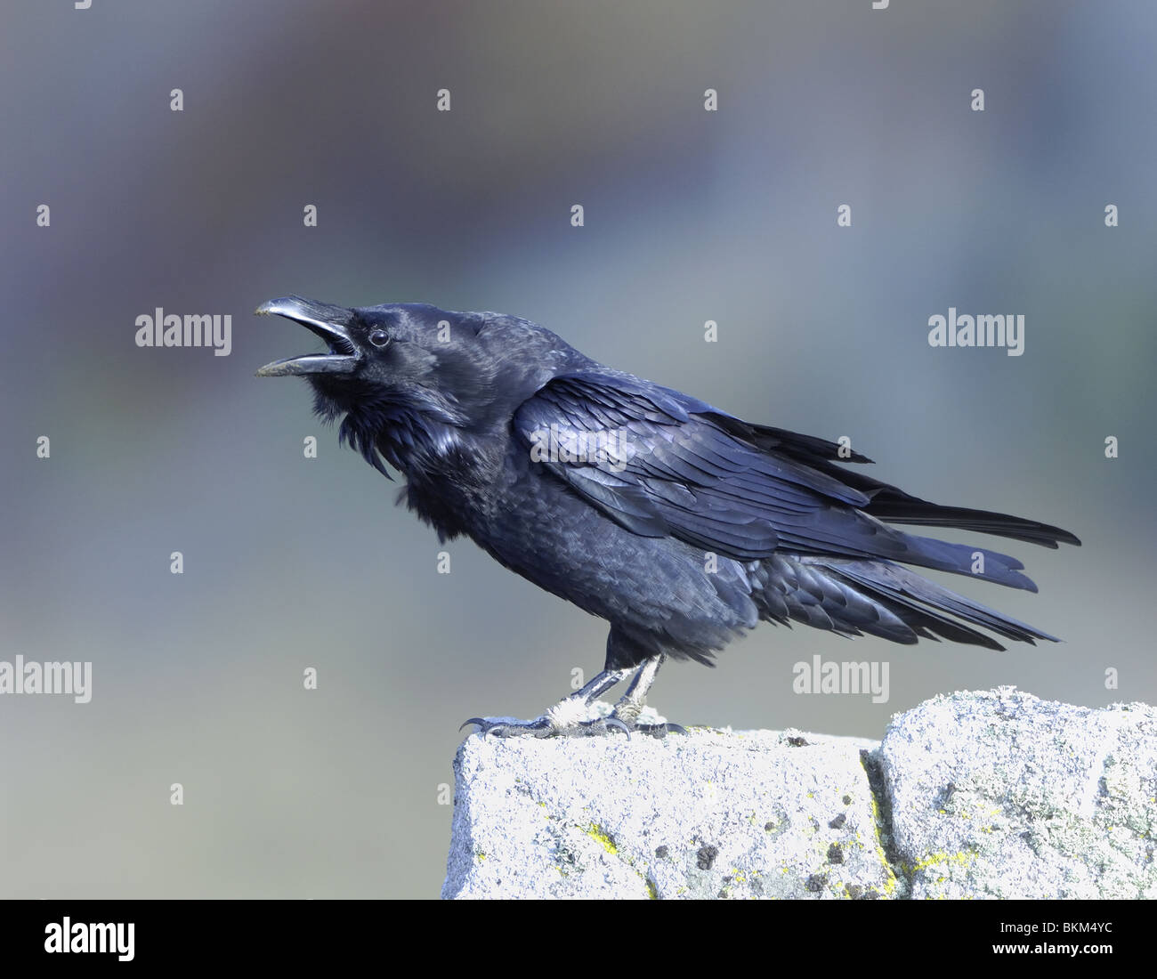 Common raven croaking on a rock Stock Photo - Alamy