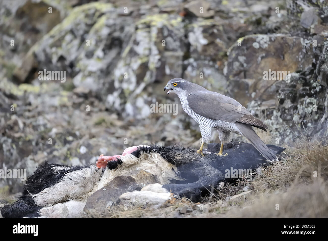 Feed On Dead Carrion High Resolution Stock Photography and Images - Alamy