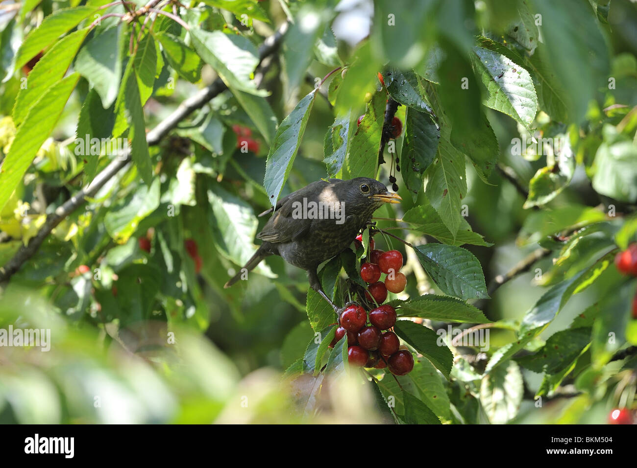 Female blackbird eating cherries on the tree in summer Stock Photo - Alamy