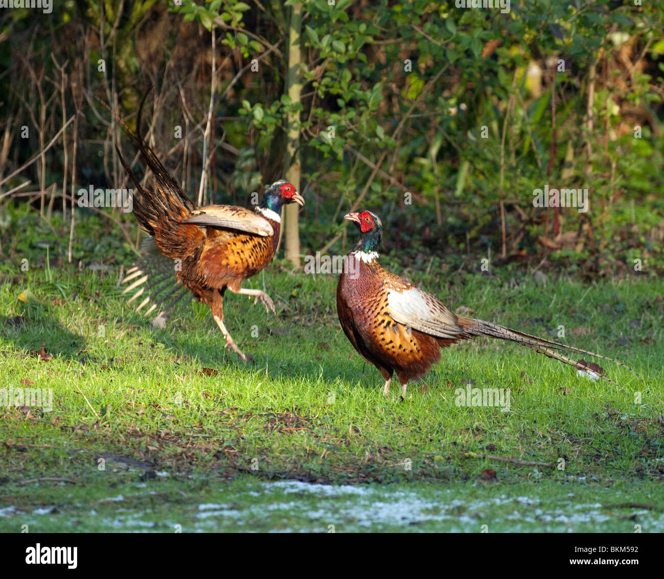 Common pheasant fight hi-res stock photography and images - Alamy