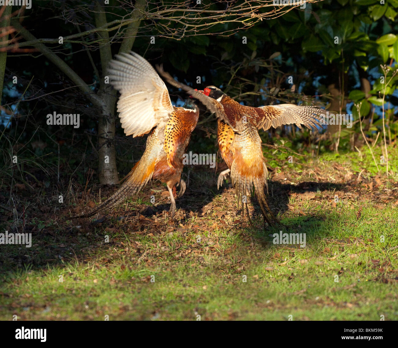 Common pheasant fight hi-res stock photography and images - Alamy