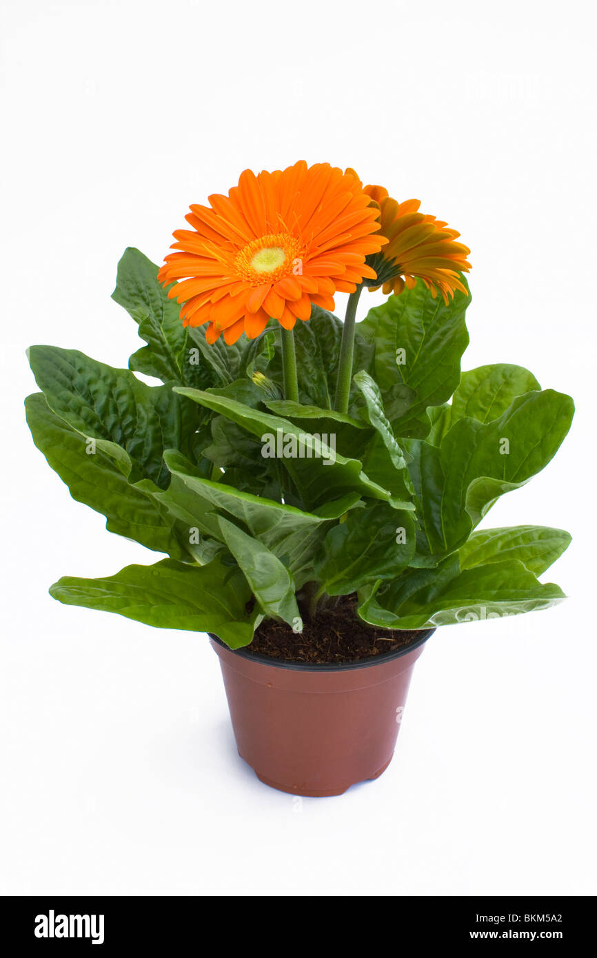 Gerbera flower plant pot hi-res stock photography and images - Alamy