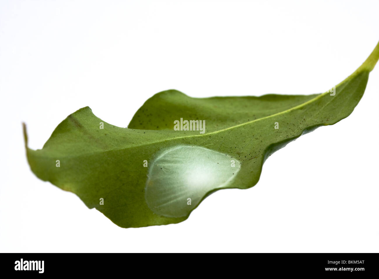 Spider with leaves Cut Out Stock Images & Pictures - Alamy
