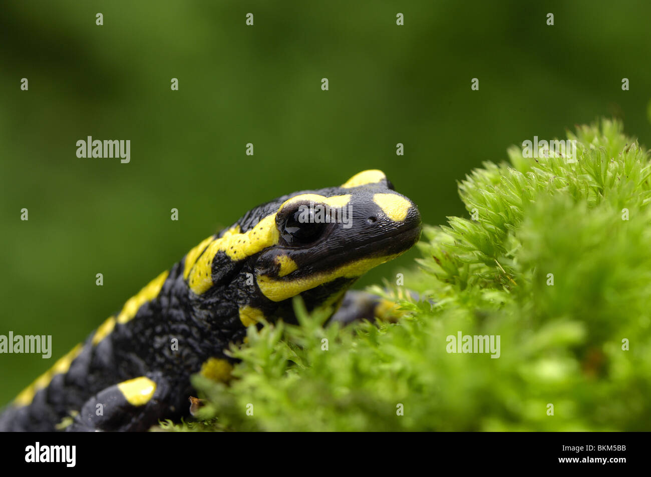Close-up of a fire salamander Stock Photo - Alamy