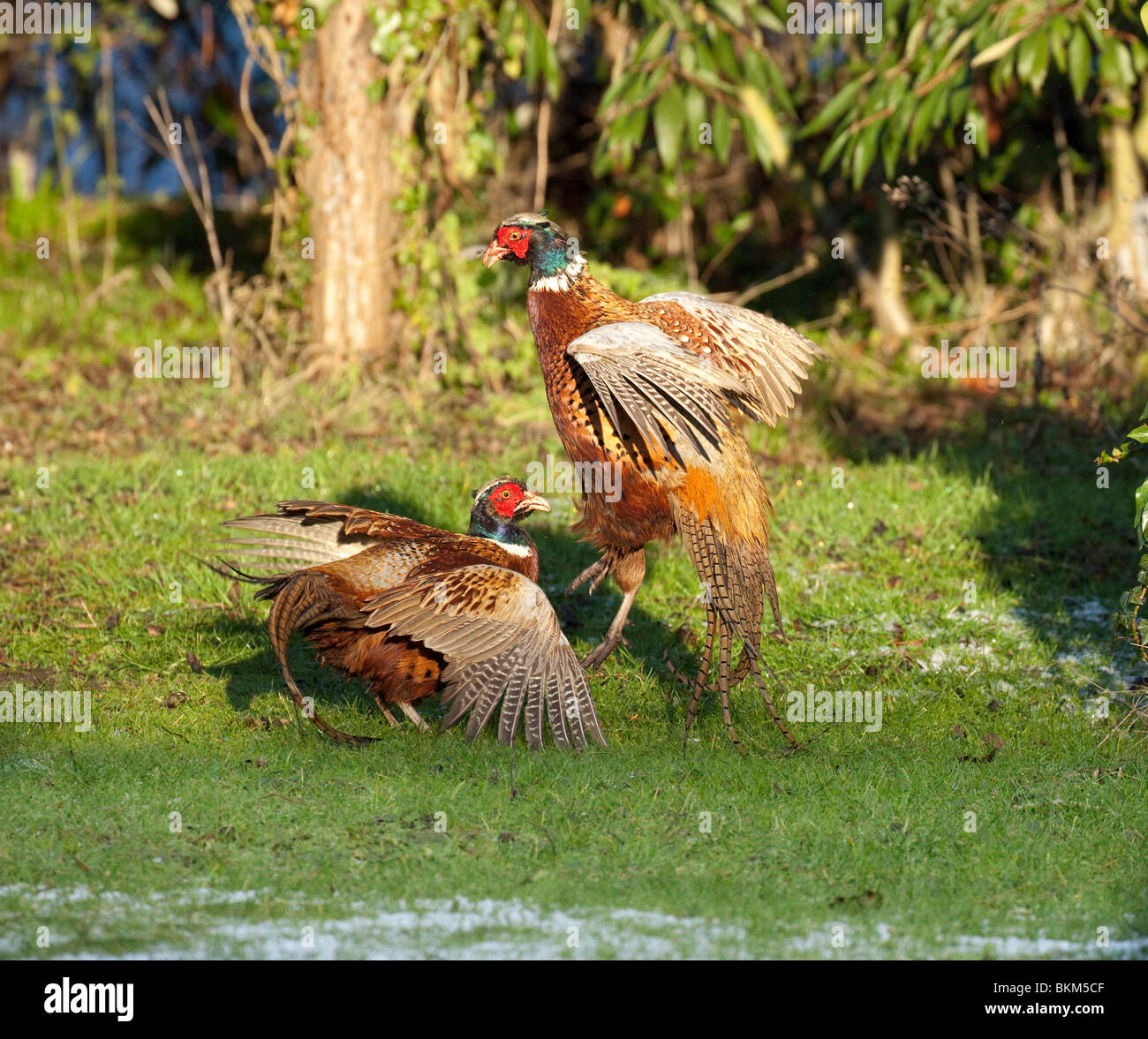 Common pheasant fight hi-res stock photography and images - Alamy