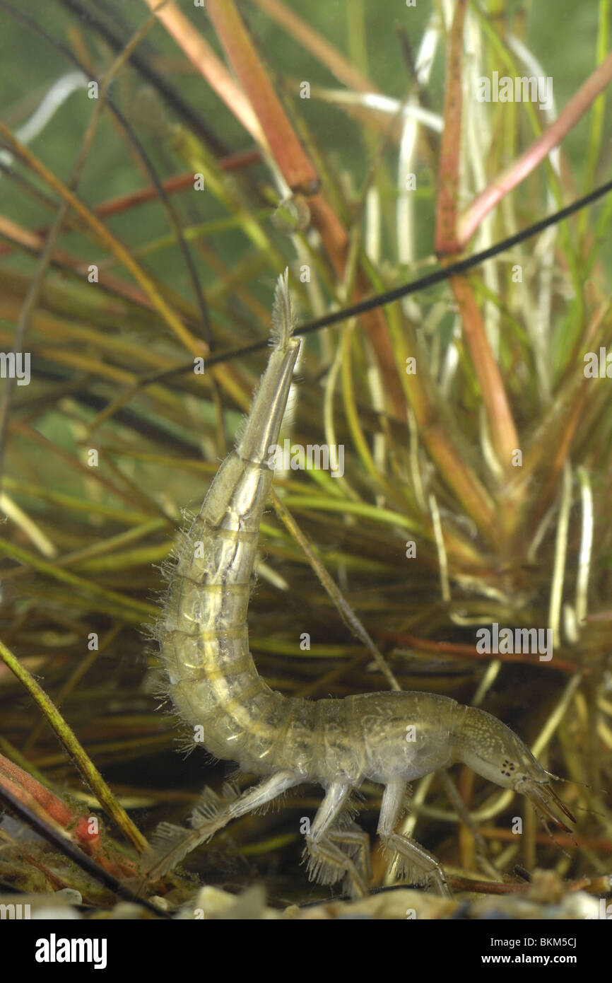 Larva of great diving beetle swimming in a puddle Stock Photo - Alamy