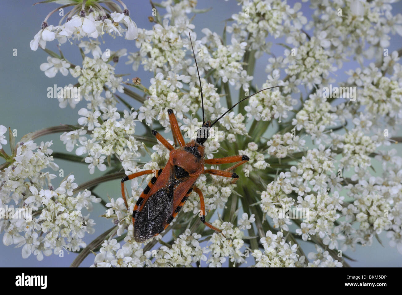Masked Assassin Bug High Resolution Stock Photography and Images - Alamy