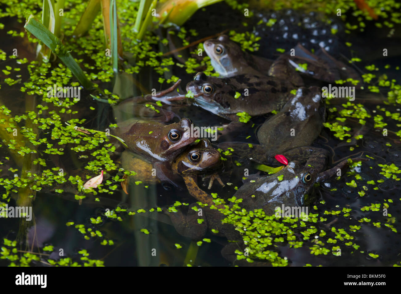 Frogs in a small pond during the mating season Stock Photo - Alamy