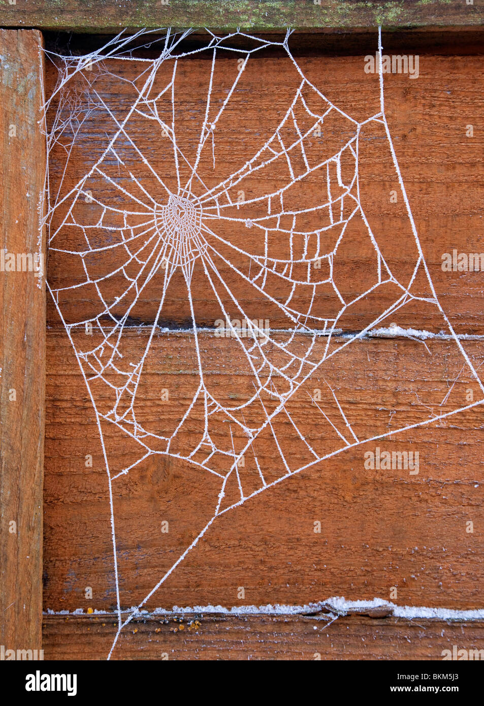 Frozen cobweb hi-res stock photography and images - Alamy