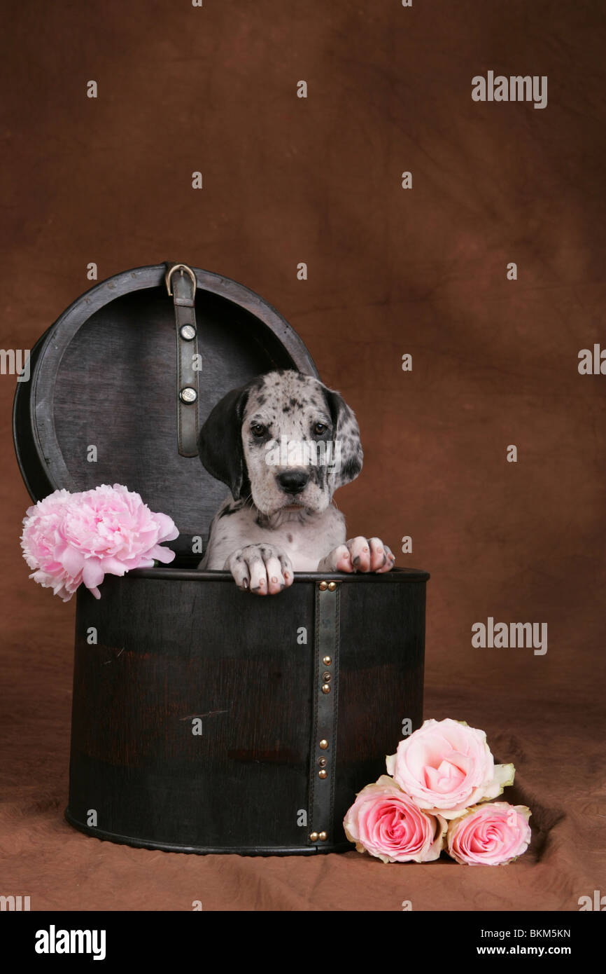 Great dane paw hi-res stock photography and images - Alamy