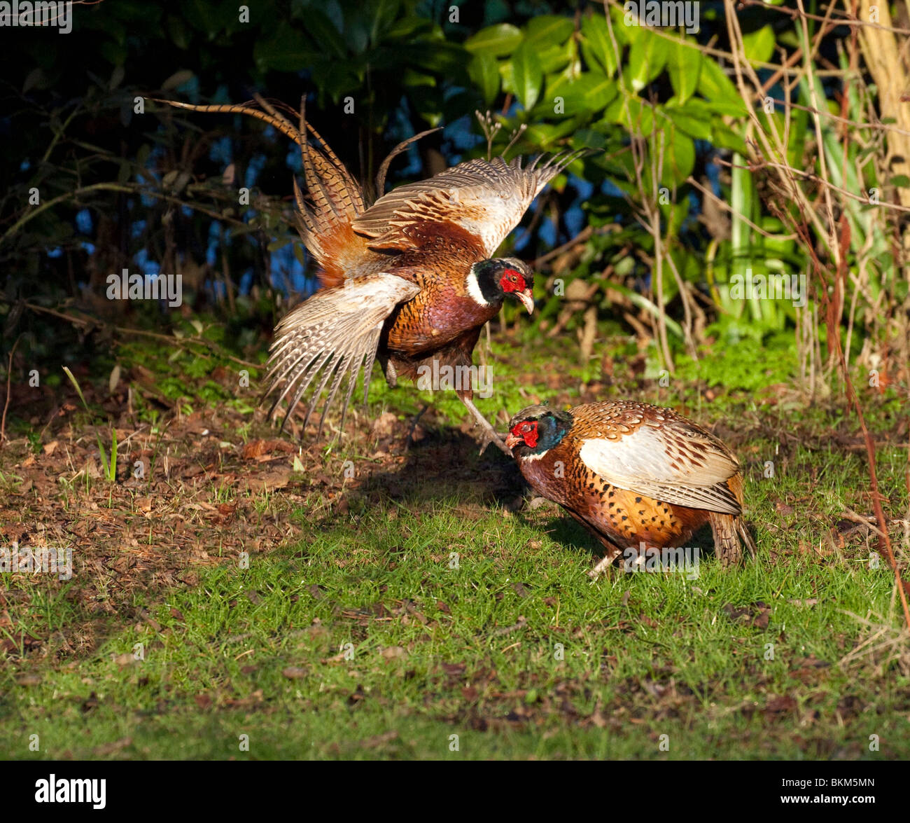 Male pheasant fighting hi-res stock photography and images - Alamy