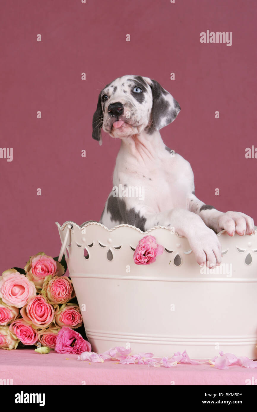 Great dane paw hi-res stock photography and images - Alamy