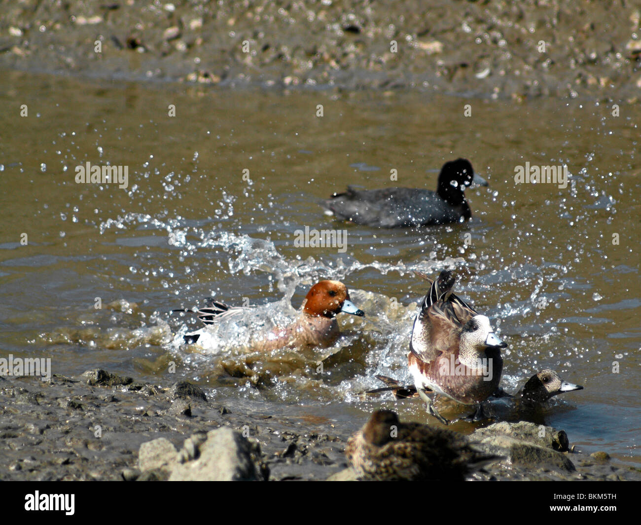 American widgeon ducks hi-res stock photography and images - Alamy