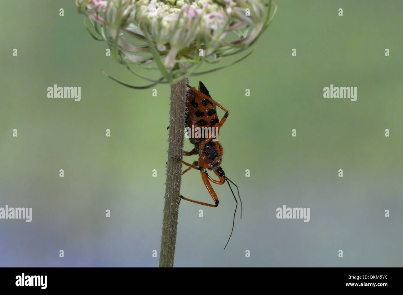 Masked Assassin Bug High Resolution Stock Photography and Images - Alamy