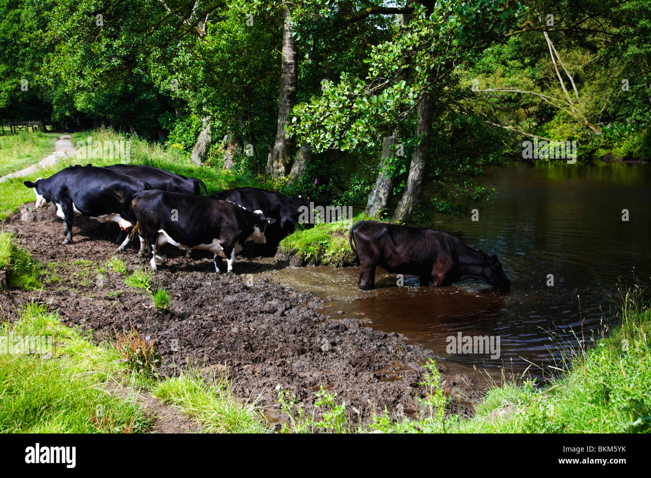 Derbyshire, England; Cows Drinking From A River Stock Photo - Alamy