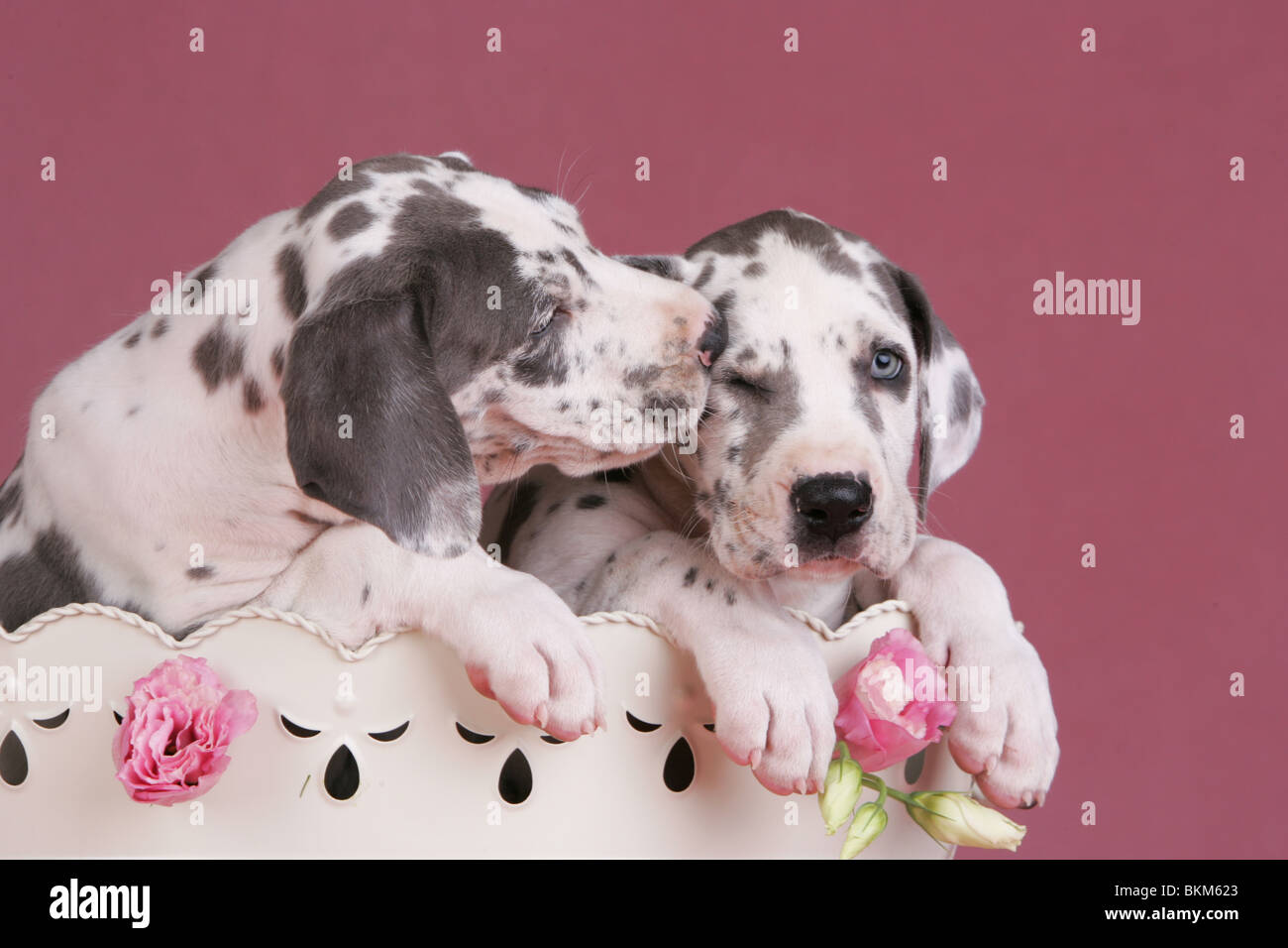 Great Dane Puppies Stock Photo - Alamy