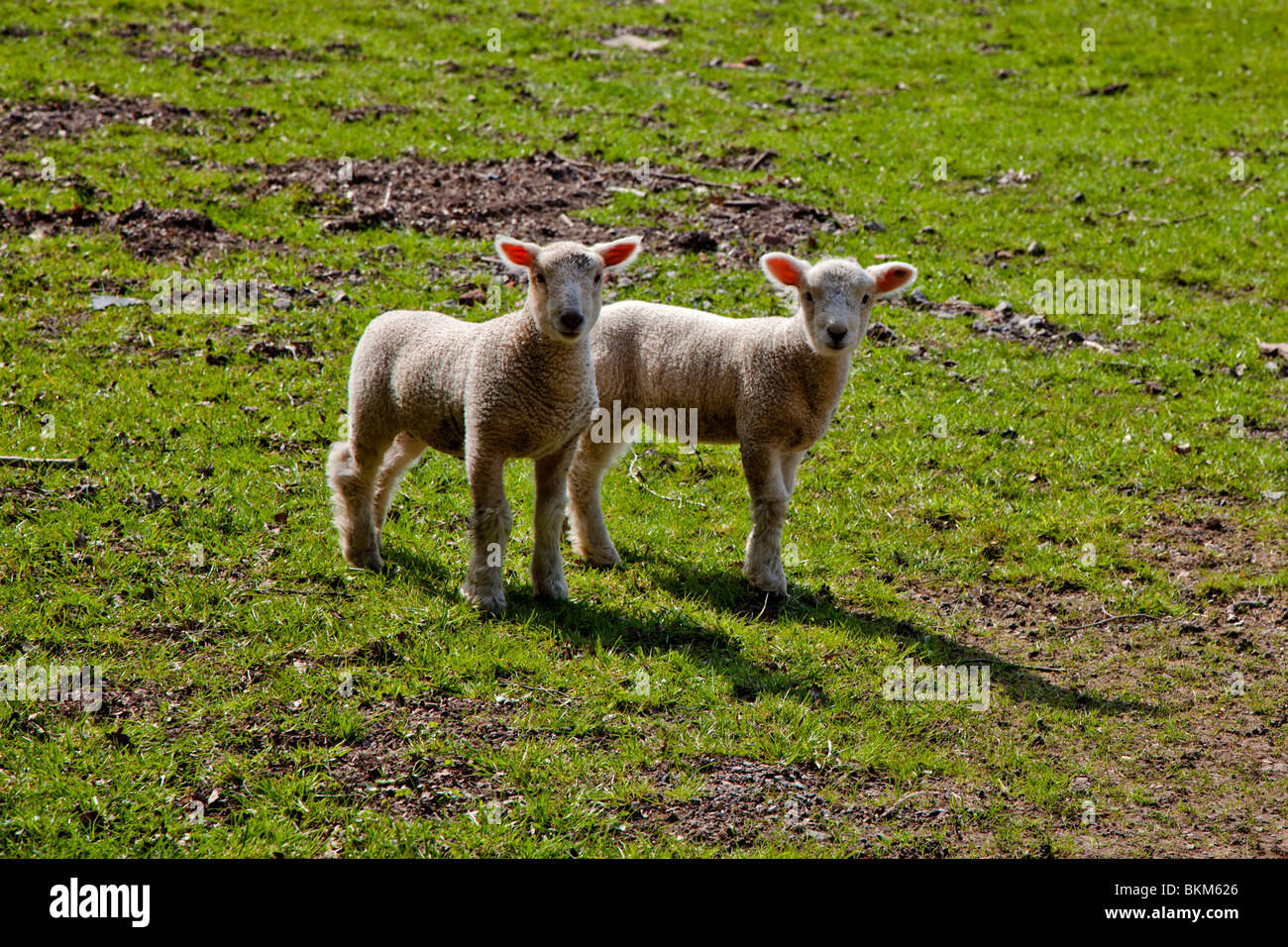 Two lambs sheep hi-res stock photography and images - Alamy