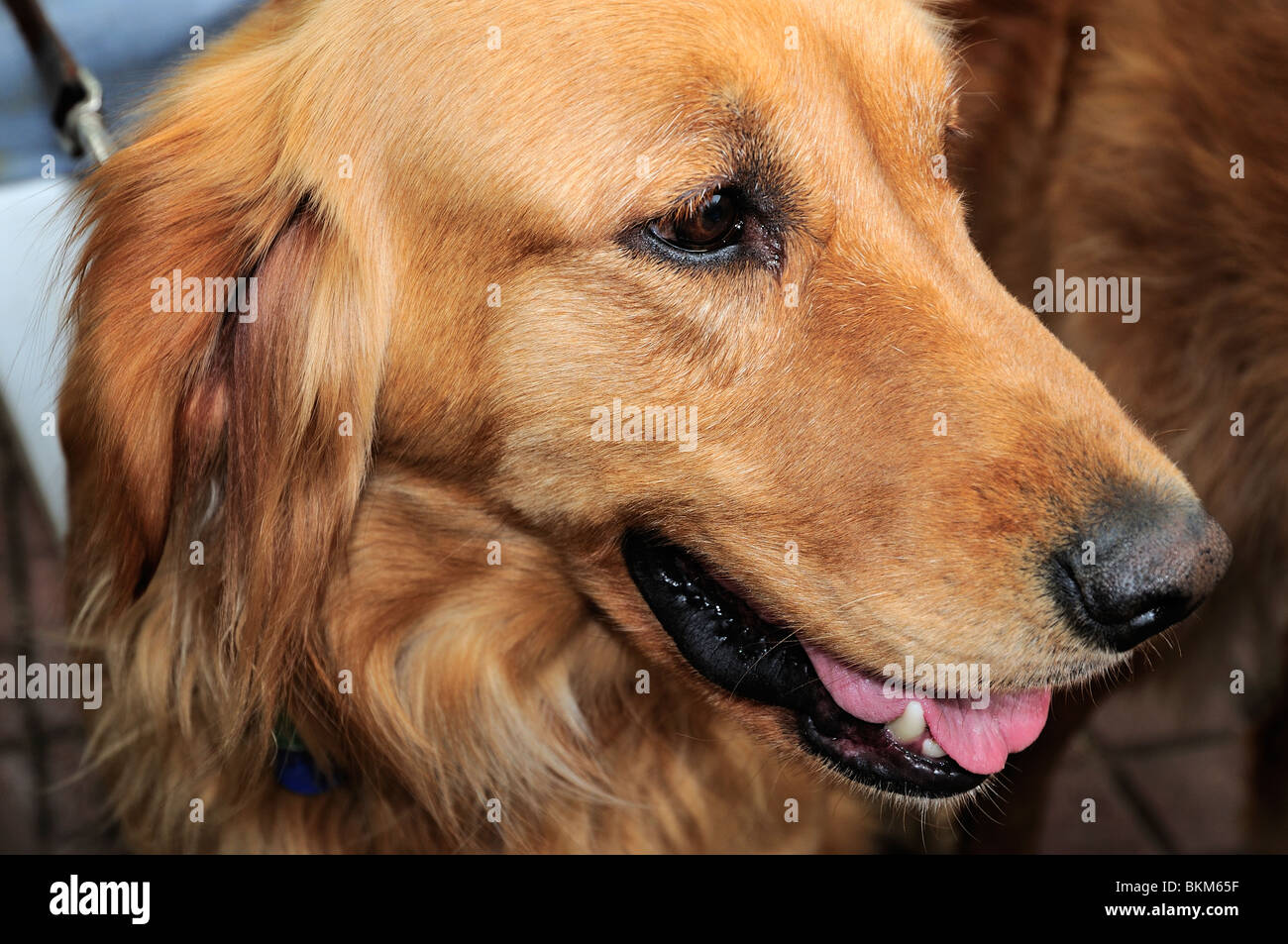 Male golden retriever hi-res stock photography and images - Alamy