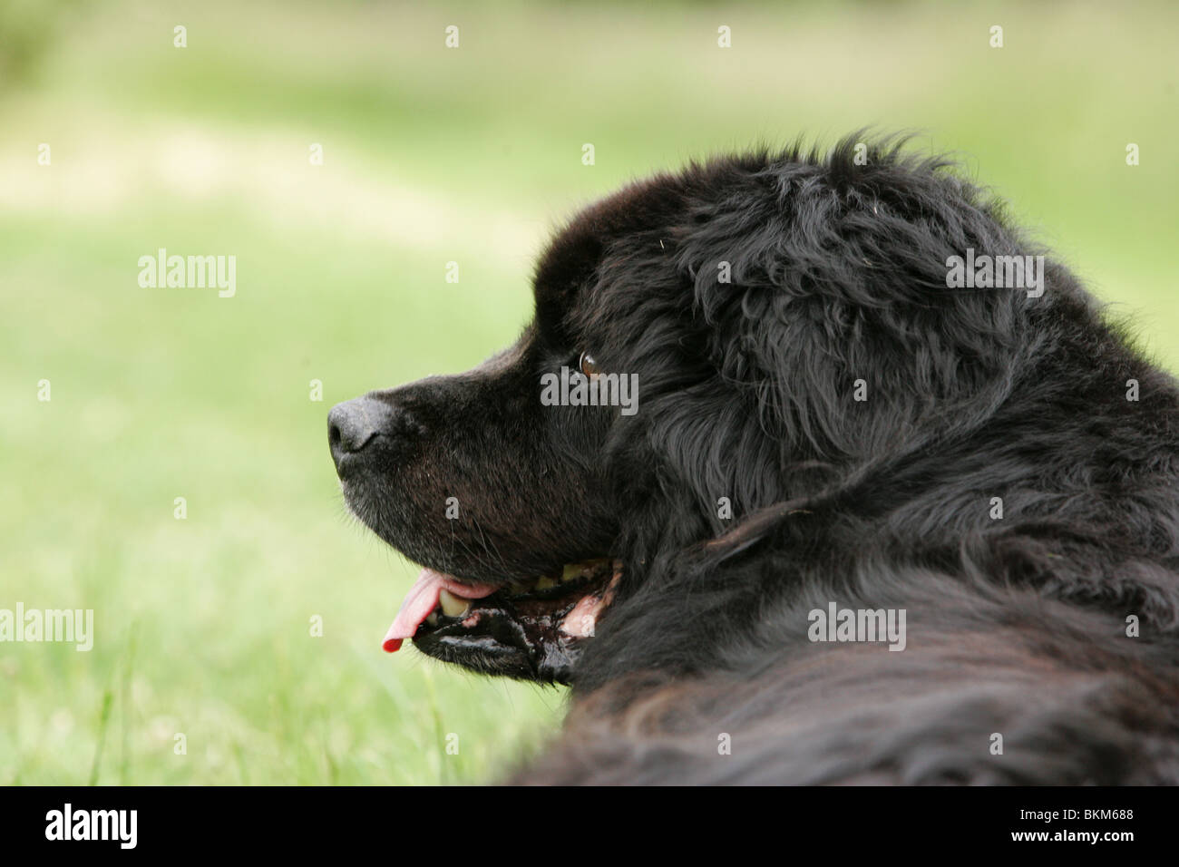 old Newfoundland Dog Stock Photo - Alamy