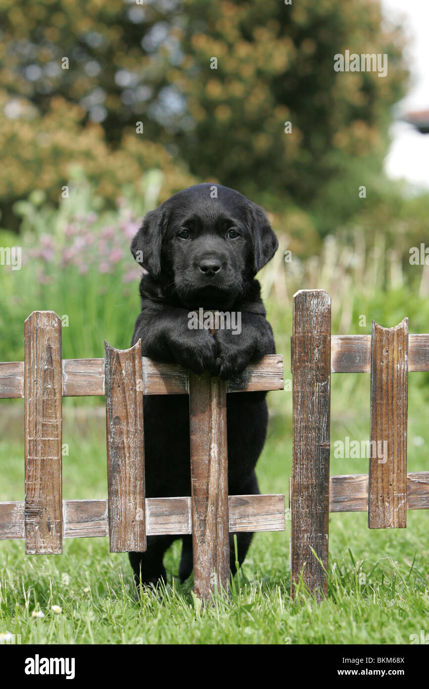 Labrador Retriever puppy at fence Stock Photo - Alamy