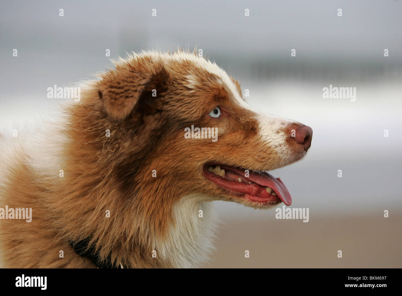 Australian Shepherd Portrait Stock Photo - Alamy