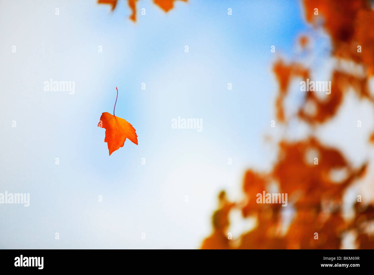 Leaf falling from the tree hi-res stock photography and images - Alamy