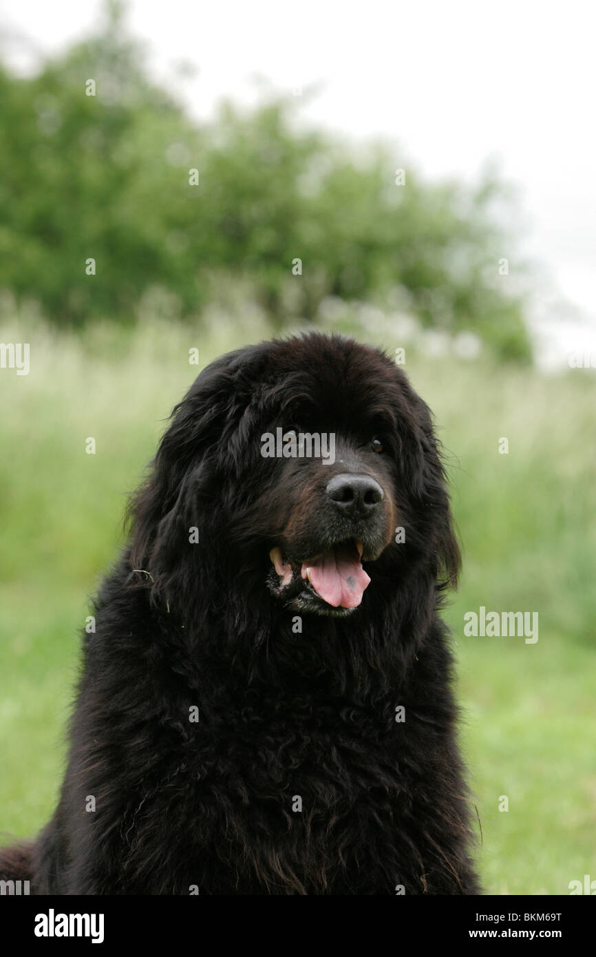 old Newfoundland Dog Stock Photo - Alamy