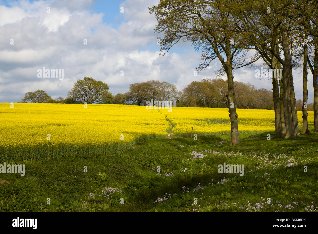 Rapeseed oil field hi-res stock photography and images - Alamy