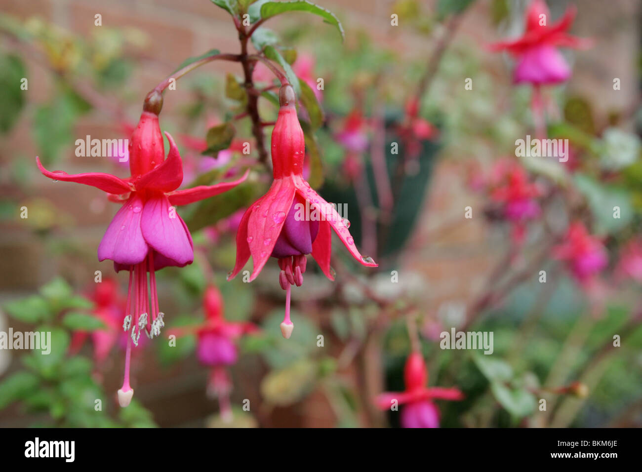 Pink Fuschia flowers Stock Photo - Alamy