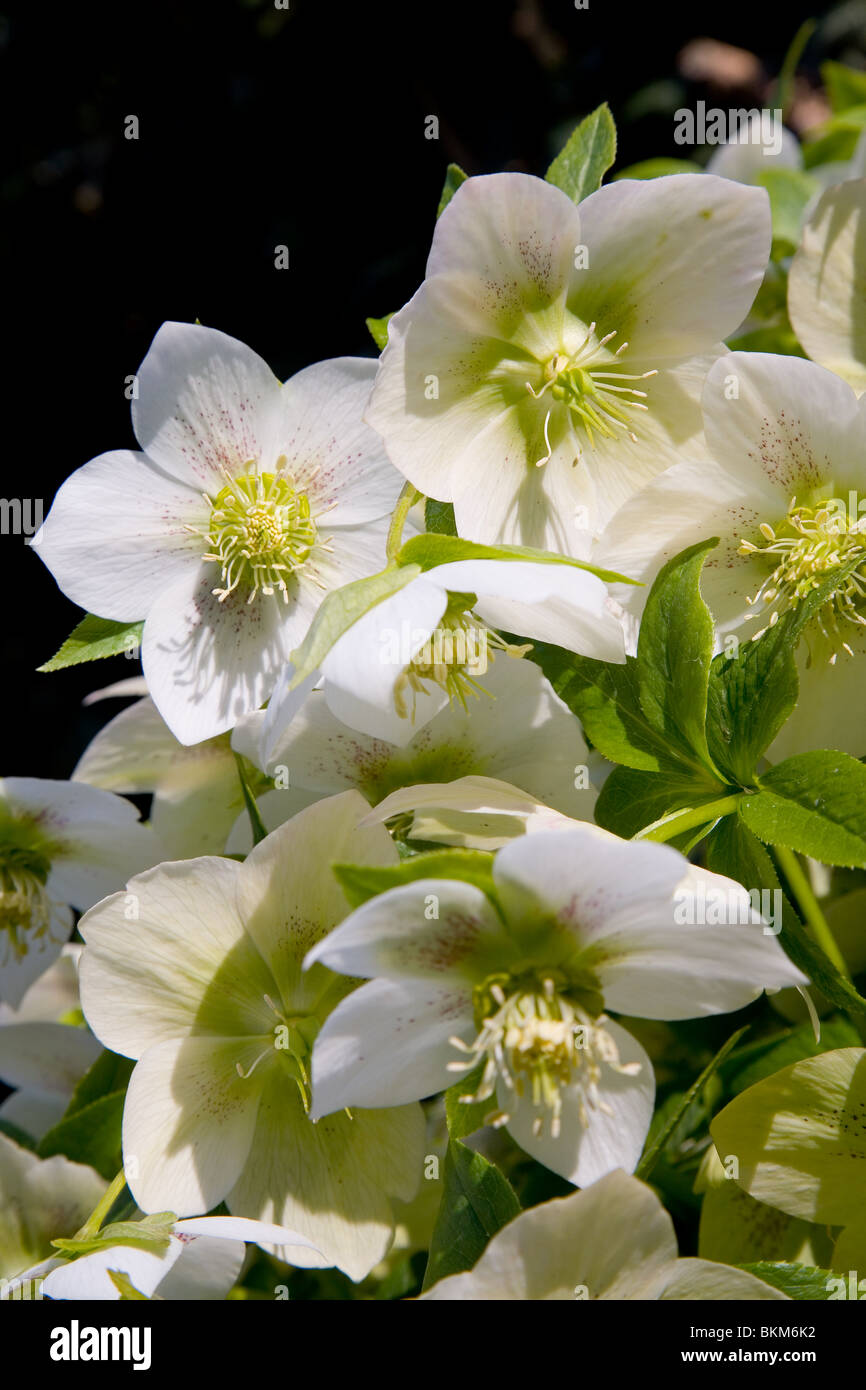 Helleborus Orientalis white Stock Photo - Alamy