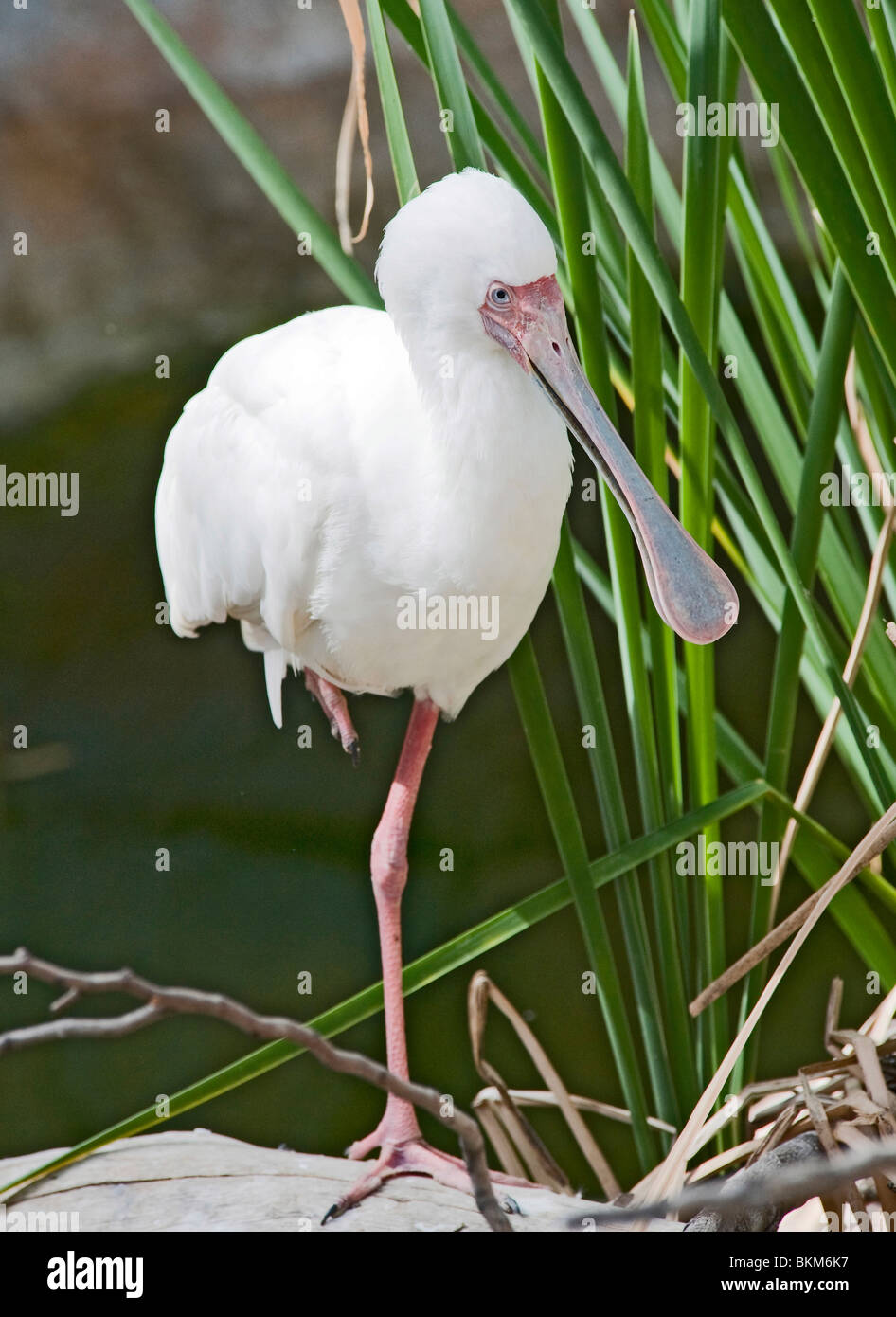 Red spoonbill hi-res stock photography and images - Alamy