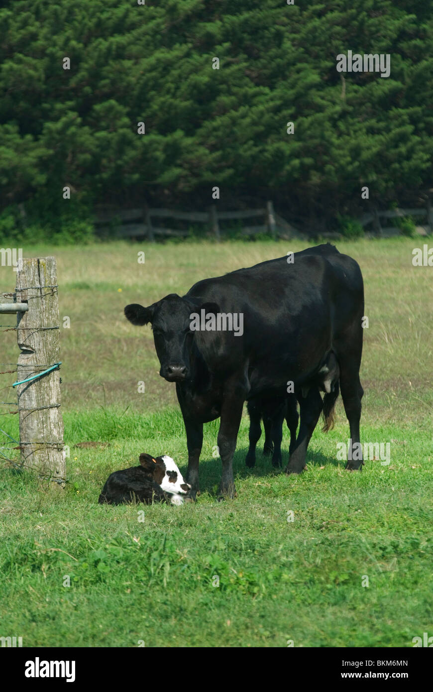 mother and calf Stock Photo - Alamy